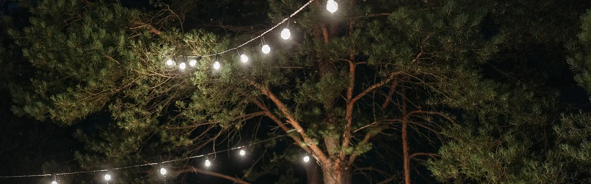 Tree Lighting London | London Tree Surgeons